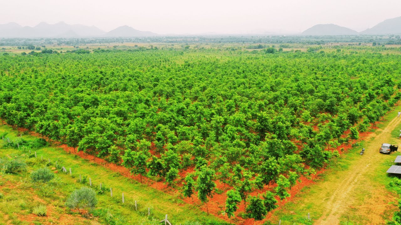 Sai Properties & Projects LTD | Invest in SPP Red Sandal Farm Lands and ...