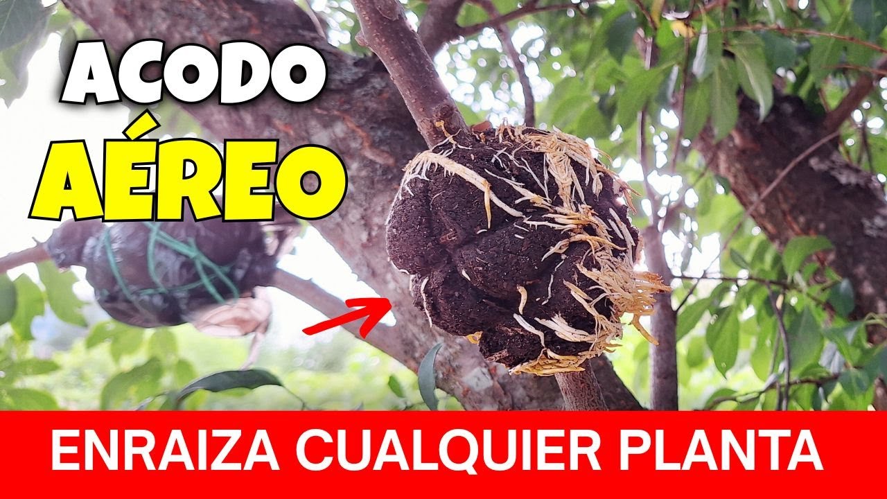 cómo hacer un ACODO AÉREO para ENRAIZAR cualquier PLANTA o árbol FRUTAL ...