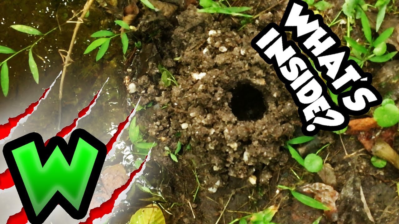 Mystery of the Mud Towers | Can I Catch It? - YouTube