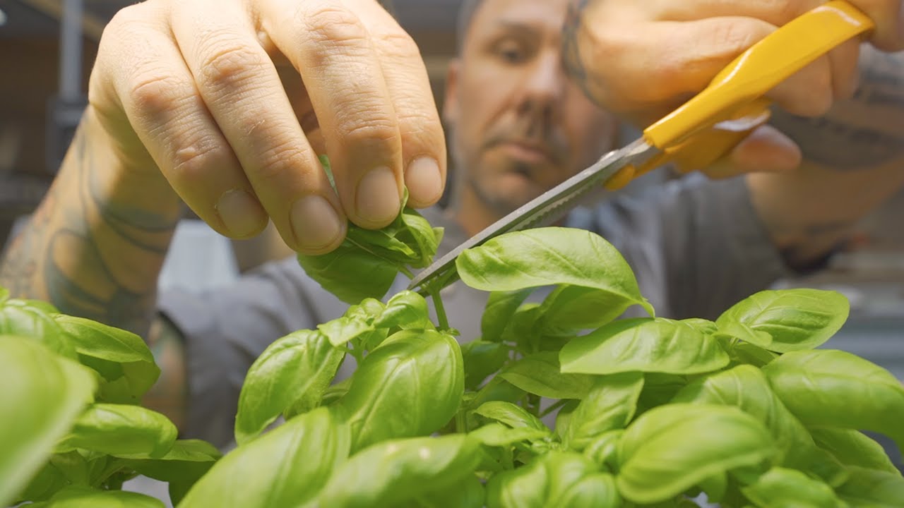 Restaurant Foodhub’s hyperlocal food production - YouTube