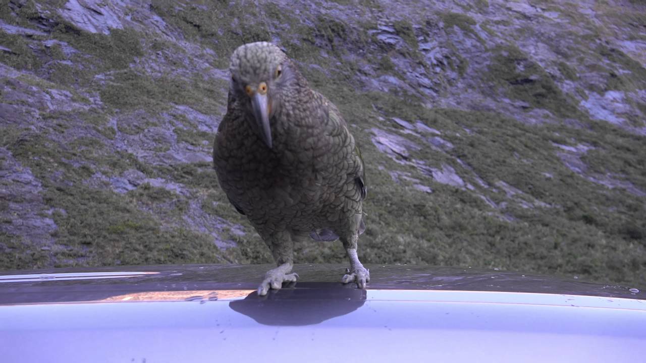 Kea Encounter Milford Sound Road, New Zealand - YouTube