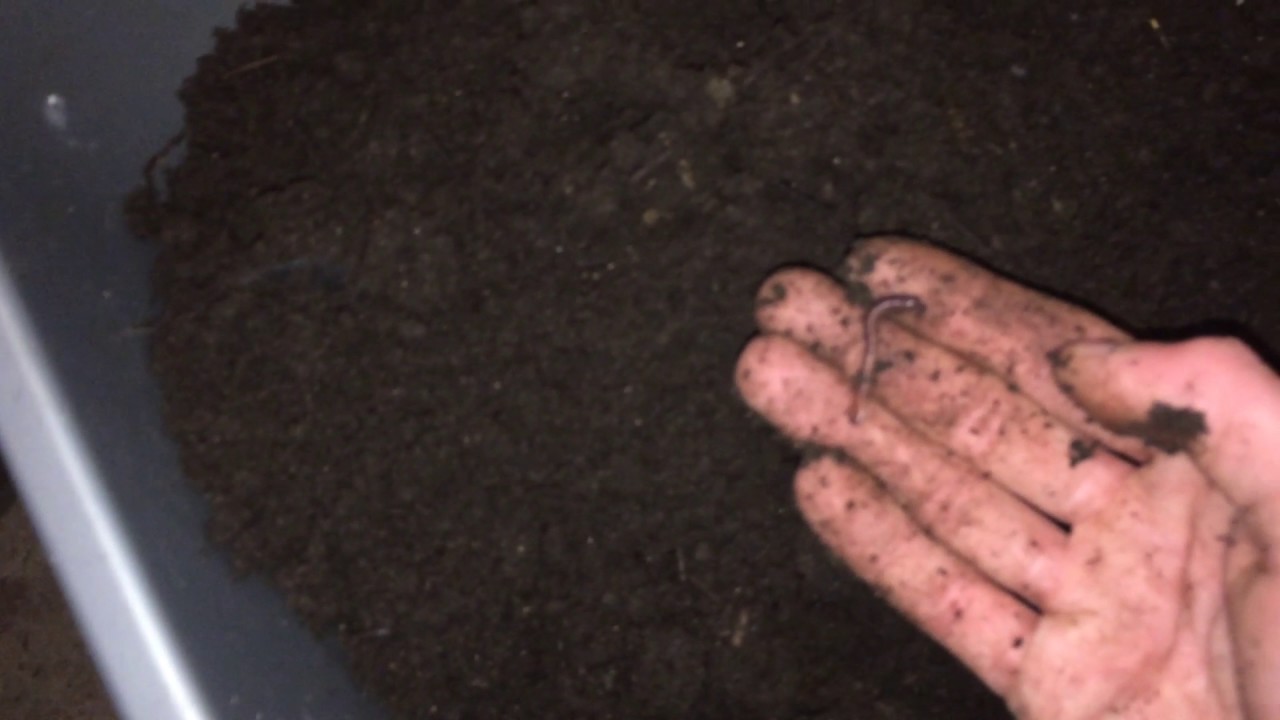 Fast look at my.Canadian nightcrawlers - YouTube