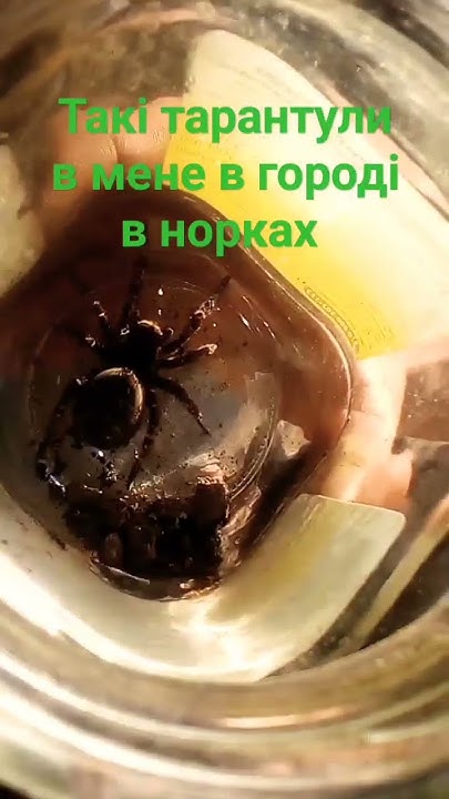 гігантські тарантули в Україні в Кіровограді Youtube