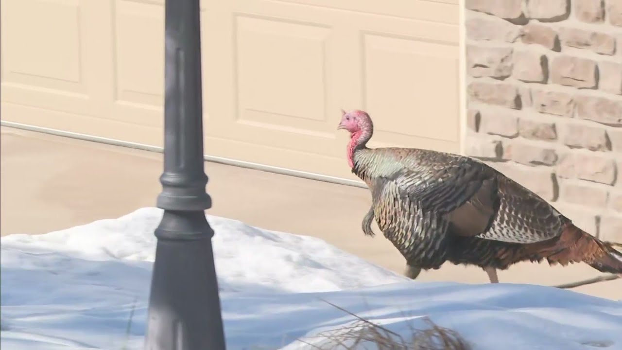 Population of wild turkeys is booming in Douglas County - YouTube