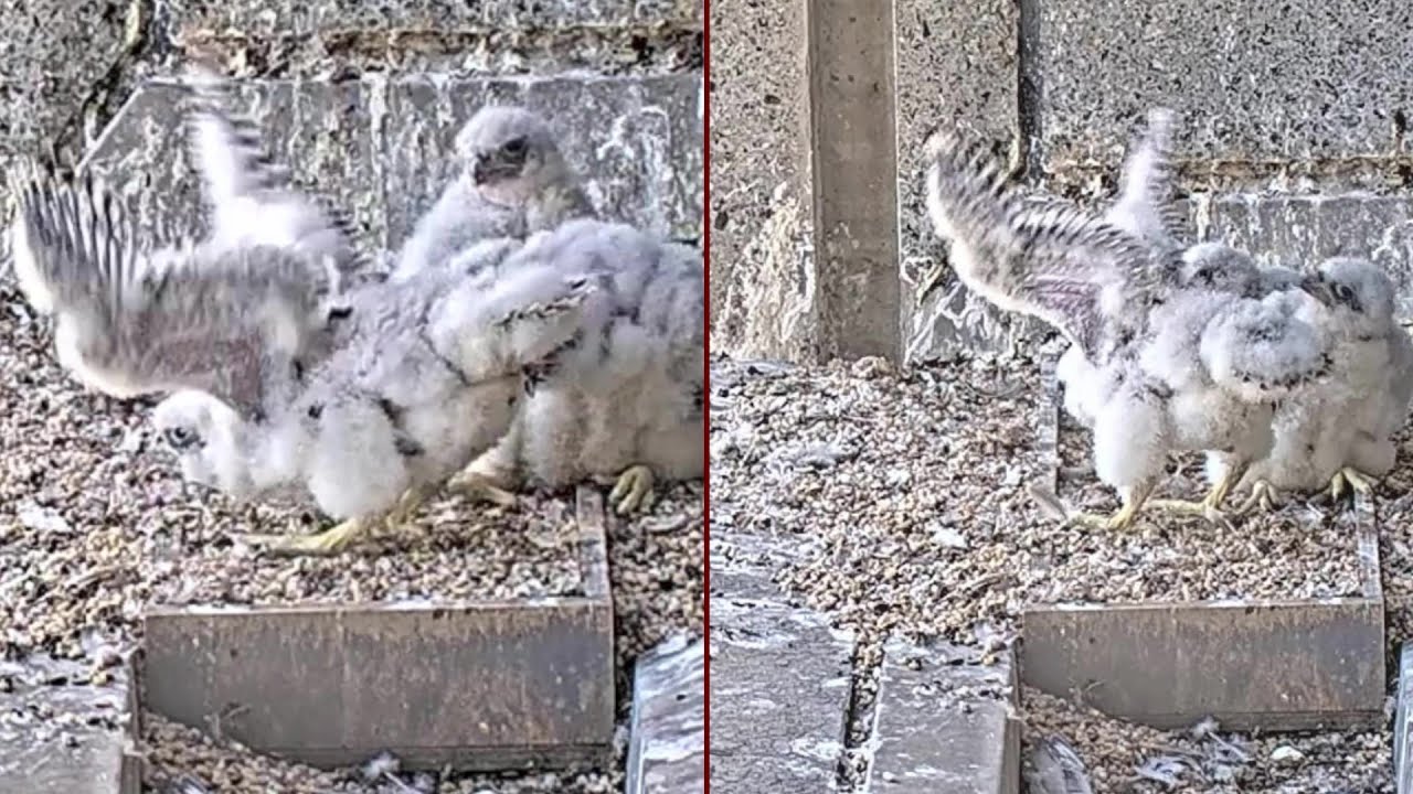 367 Collins Falcons~😍Little one is standing and winging~4:13 pm 2024/10 ...