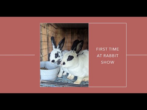 What to expect at your first rabbit show for beginners! - YouTube