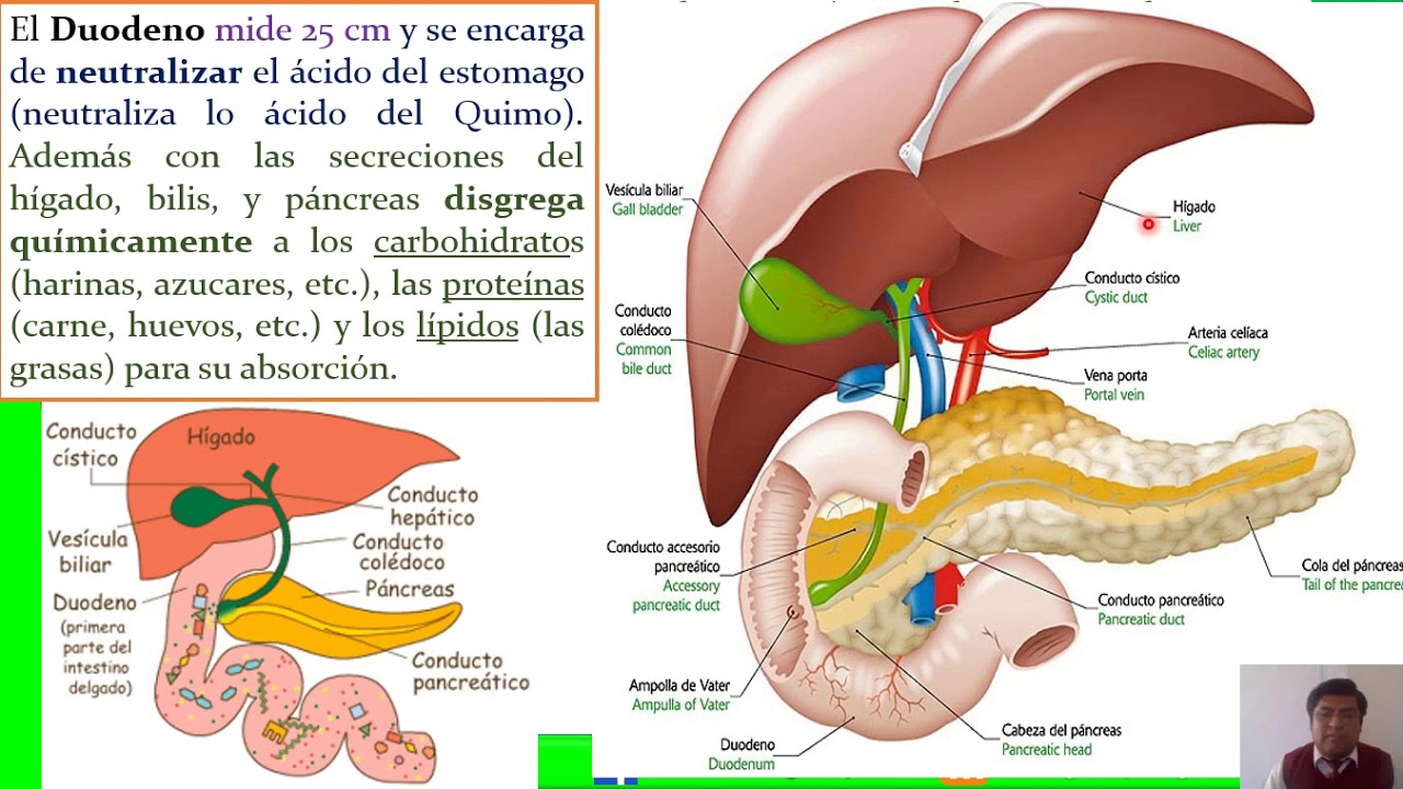 El Sistema Digestivo Tracto Inferior - YouTube