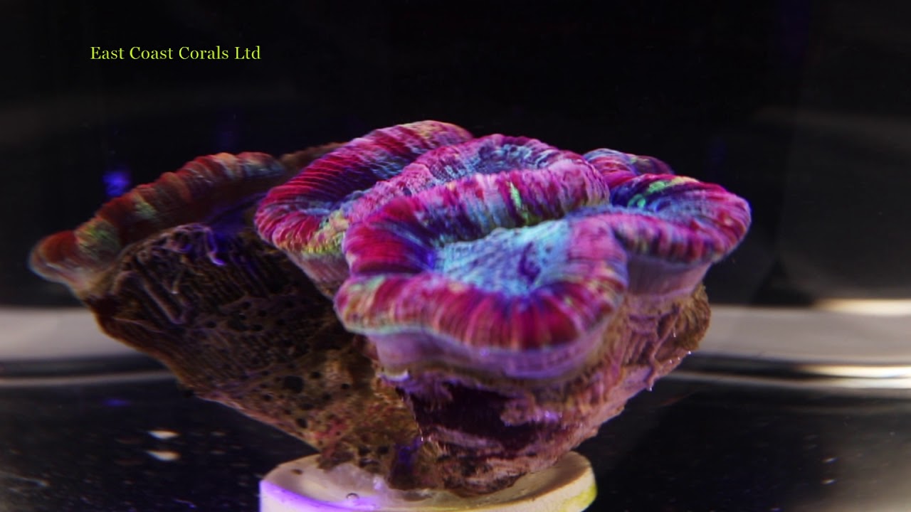 Master Trachyphyllia - YouTube