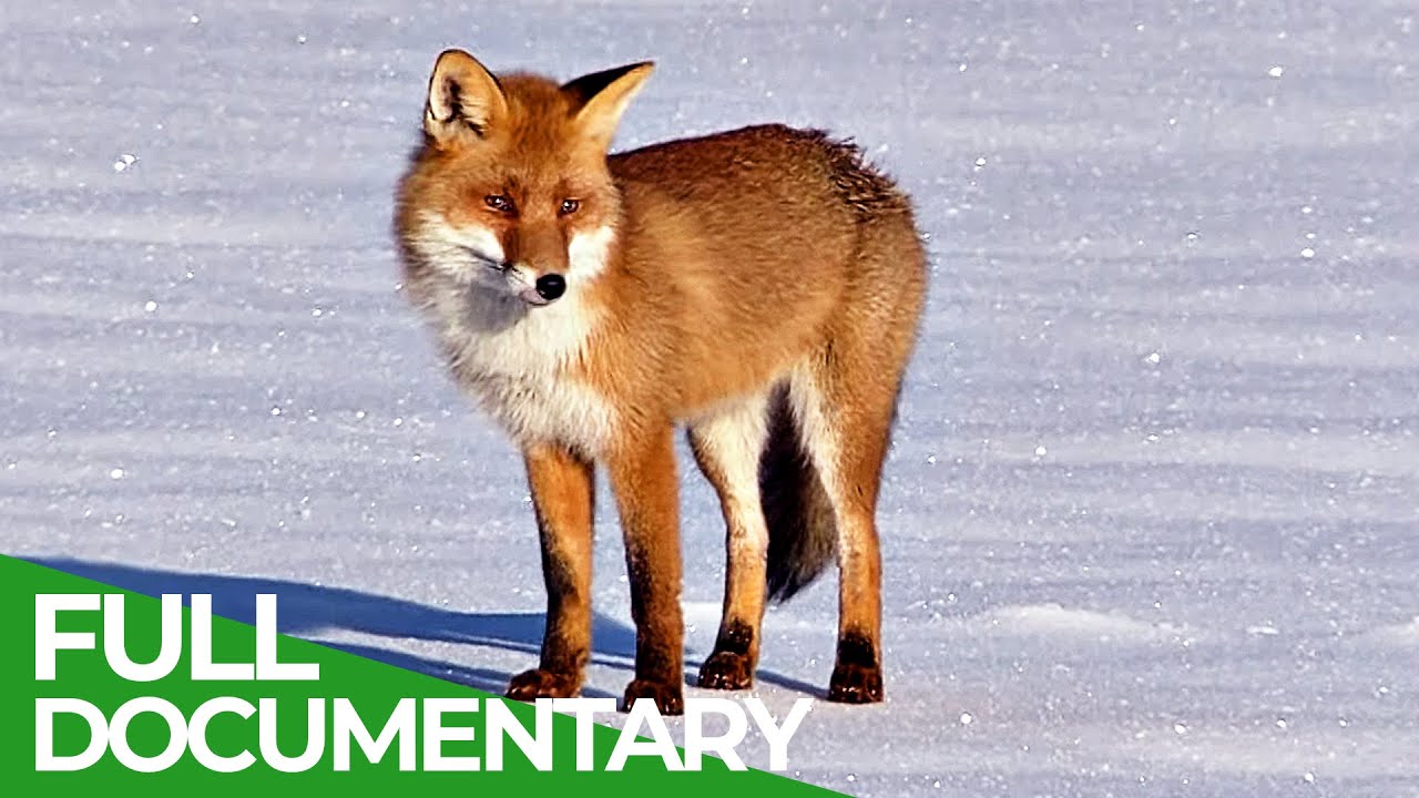 The Frozen Realm: Wildlife in Winter | Free Documentary Nature - YouTube