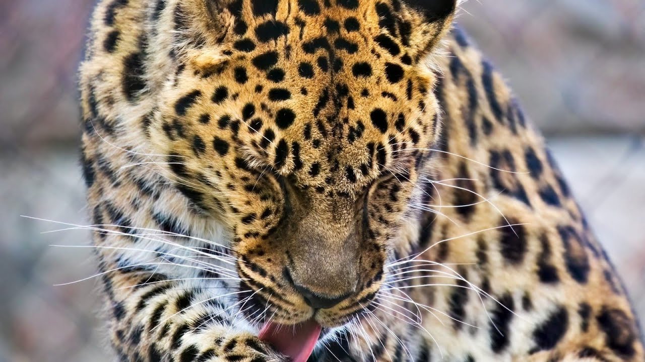 Amazing Wildlife of Africa in 4K___Nature_Scenes_Scenic___Animals__Wild ...