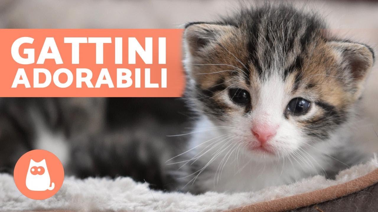 Video di GATTINI BEBÈ 😻 Carini e Divertenti! - YouTube