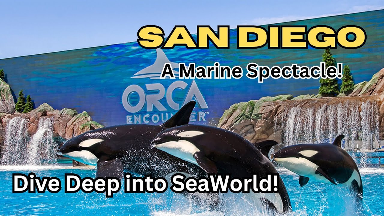Dive Deep into SeaWorld San Diego: A Marine Spectacle! - YouTube