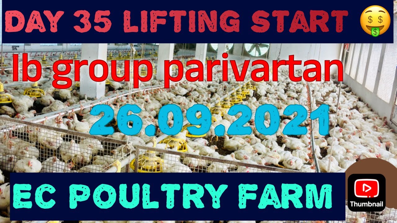 35 days lifting in my ib group ec poultry farm|आज मुर्ग़ा सेल हो जाये ...