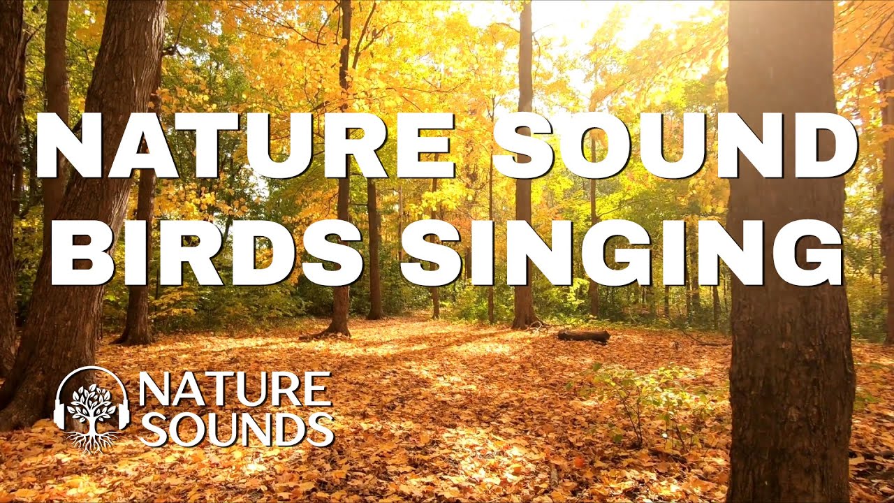 Nature Sounds Nature Birds Singing Nature Sounds Relaxing Music Natural ...