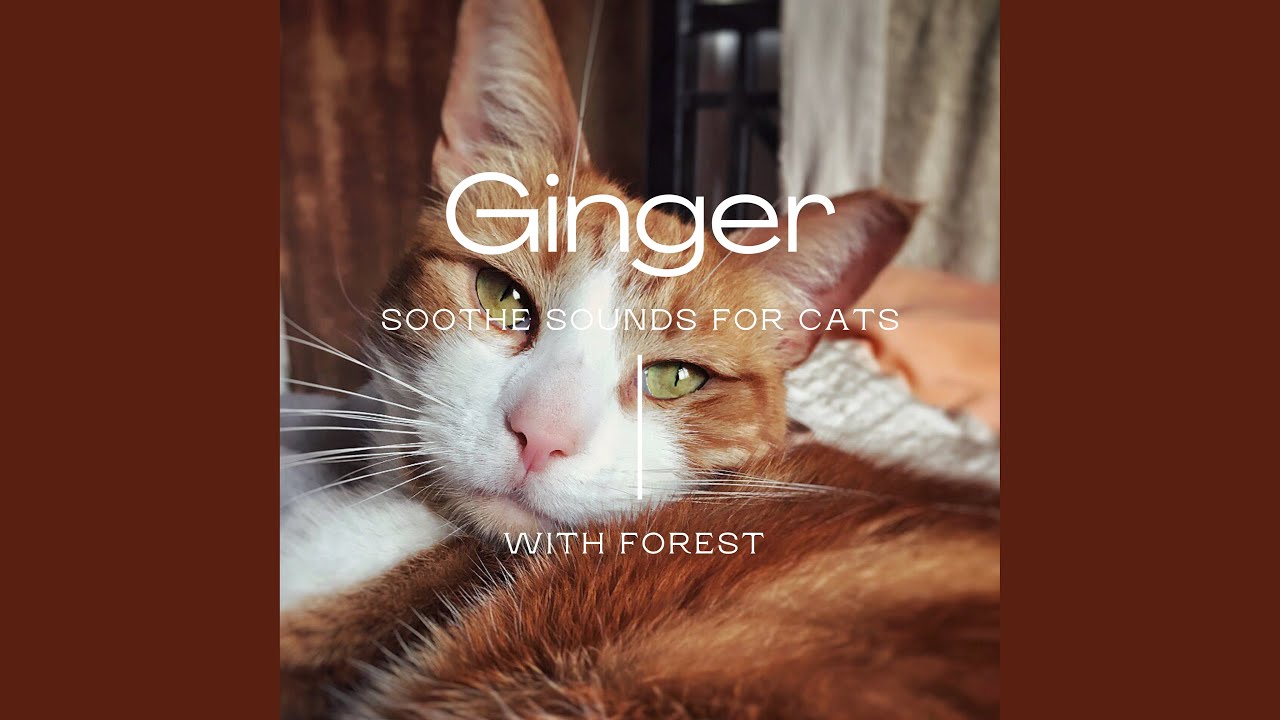 Ginger - YouTube Music