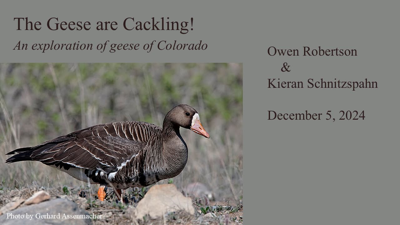 The Geese are Cackling – An Exploration of Geese of Colorado - YouTube