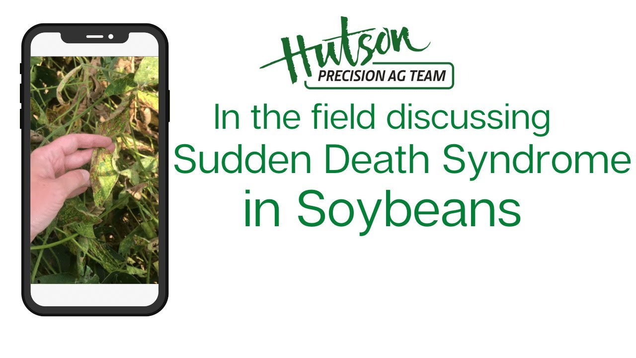 SDS in Soybeans - Scouting for Sudden Death Syndrome - YouTube