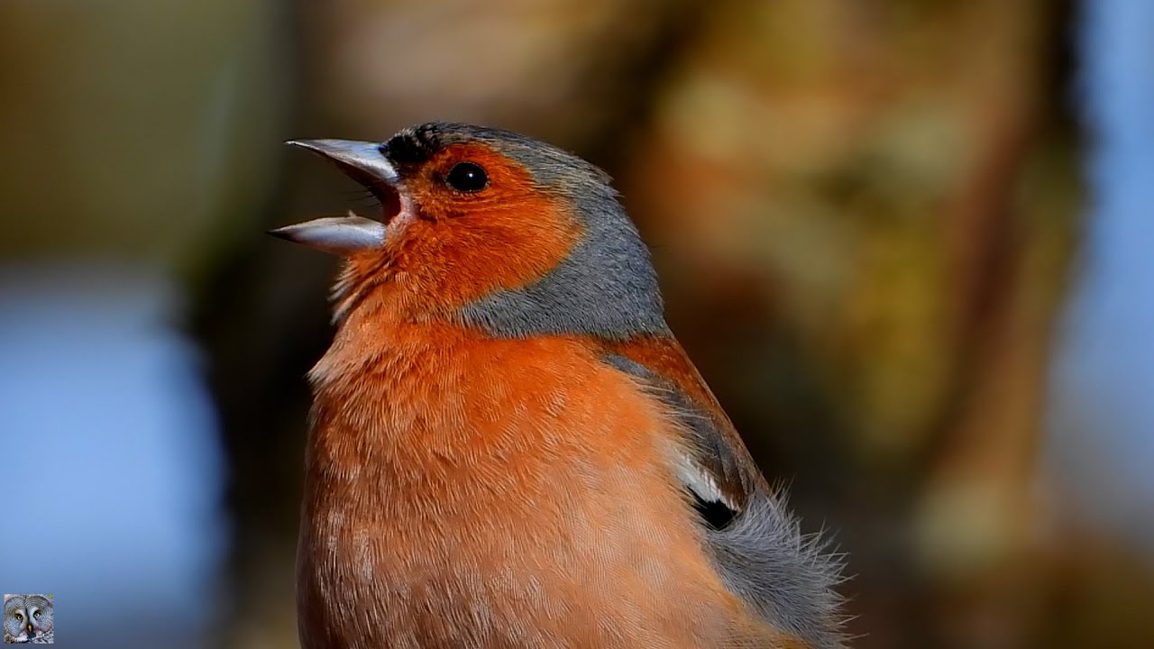 Common chaffinch Singing Bokfink Зяблик Пение Pinson des arbres chant ...