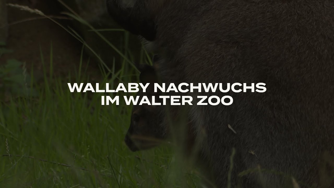 Wallaby Nachwuchs im Walter Zoo - YouTube