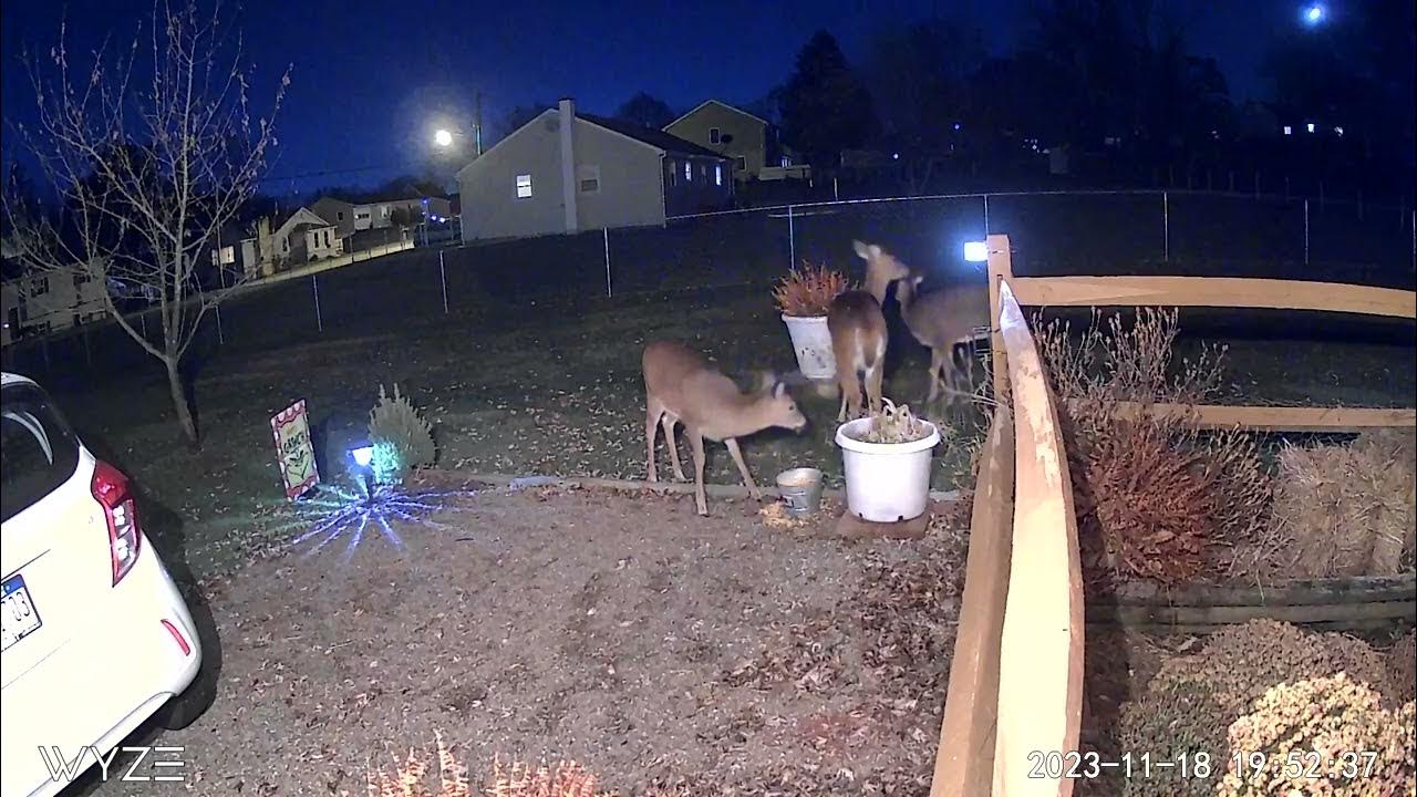 Hola deer(1) - YouTube