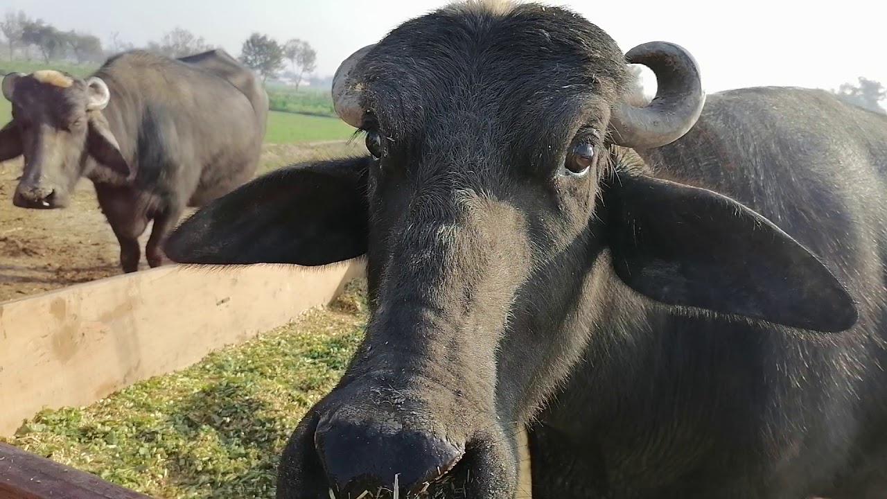 Watch nili Ravi buffalo for sale 22,1,2020 in Punjab Pakistan on ...