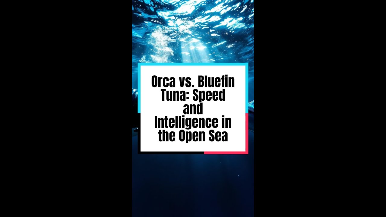 Orca vs. Bluefin Tuna: Speed and Intelligence in the Open Sea - YouTube