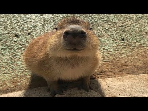 The rise of gort - YouTube