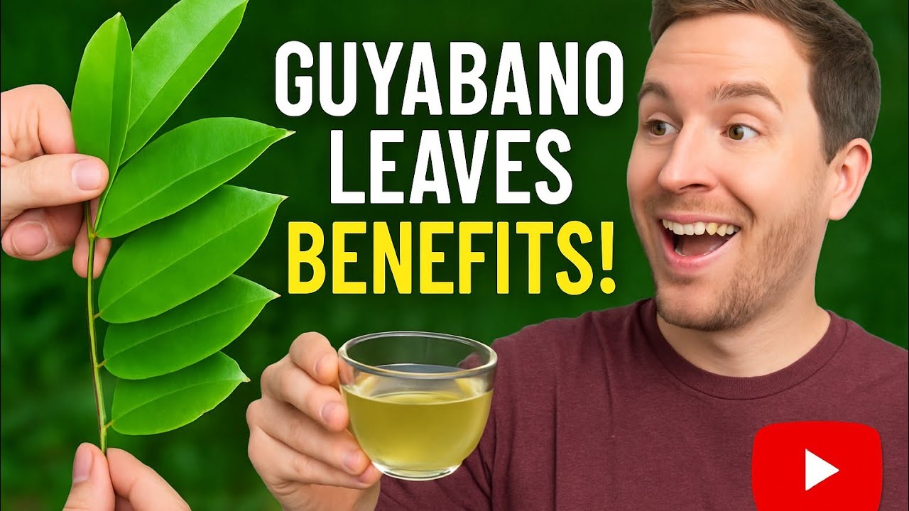 Guyabano Leaves (soursop) Benefits and How to preserve the Leaves. # ...