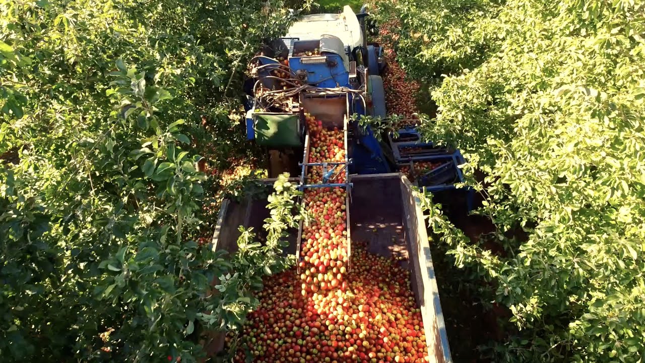 Willey Estates, Shropshire, Cider Apple Harvest, 2025 - YouTube