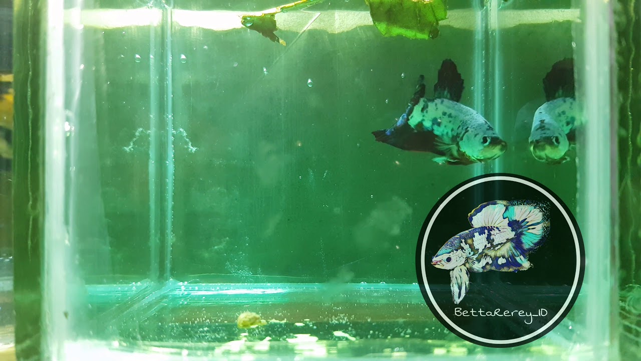 Ikan cupang pk aoc dan pk yellow fancy size s++ - YouTube