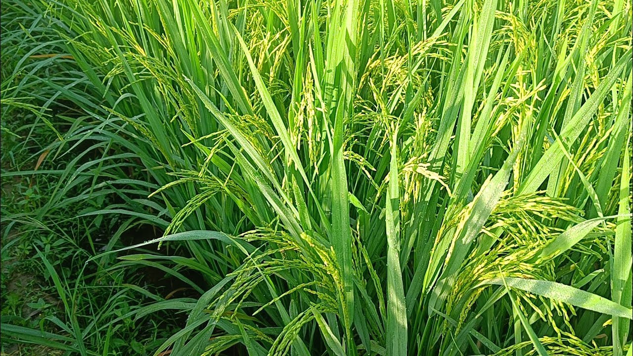 Grabi yung bunga mga Ka Agri ng ating palay 😯 - YouTube