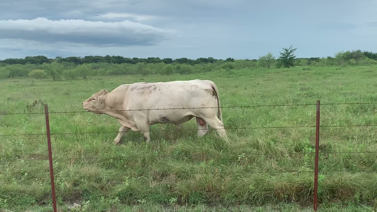 Big Charolais Bellowing Wanting To Fight Angus Bull! - YouTube