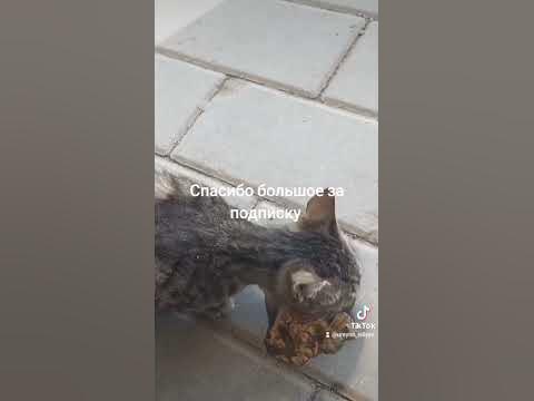 #азербайджан #кот #дагестан #котик #россия #cat #animals #топ #baku # ...
