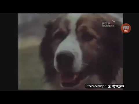 KAFKAS ÇOBAN KÖPEĞİNİN SAHİBİNE SEVGİ VE SAYGISI