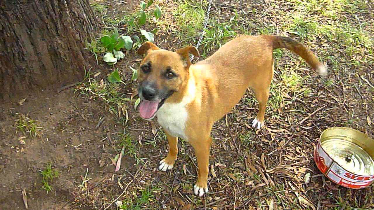 Refugio Gapra - YouTube