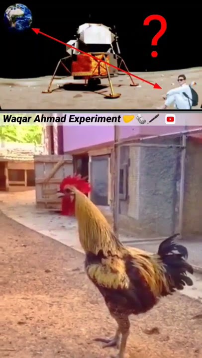 j geco chicken song |chicken song #shorts - YouTube