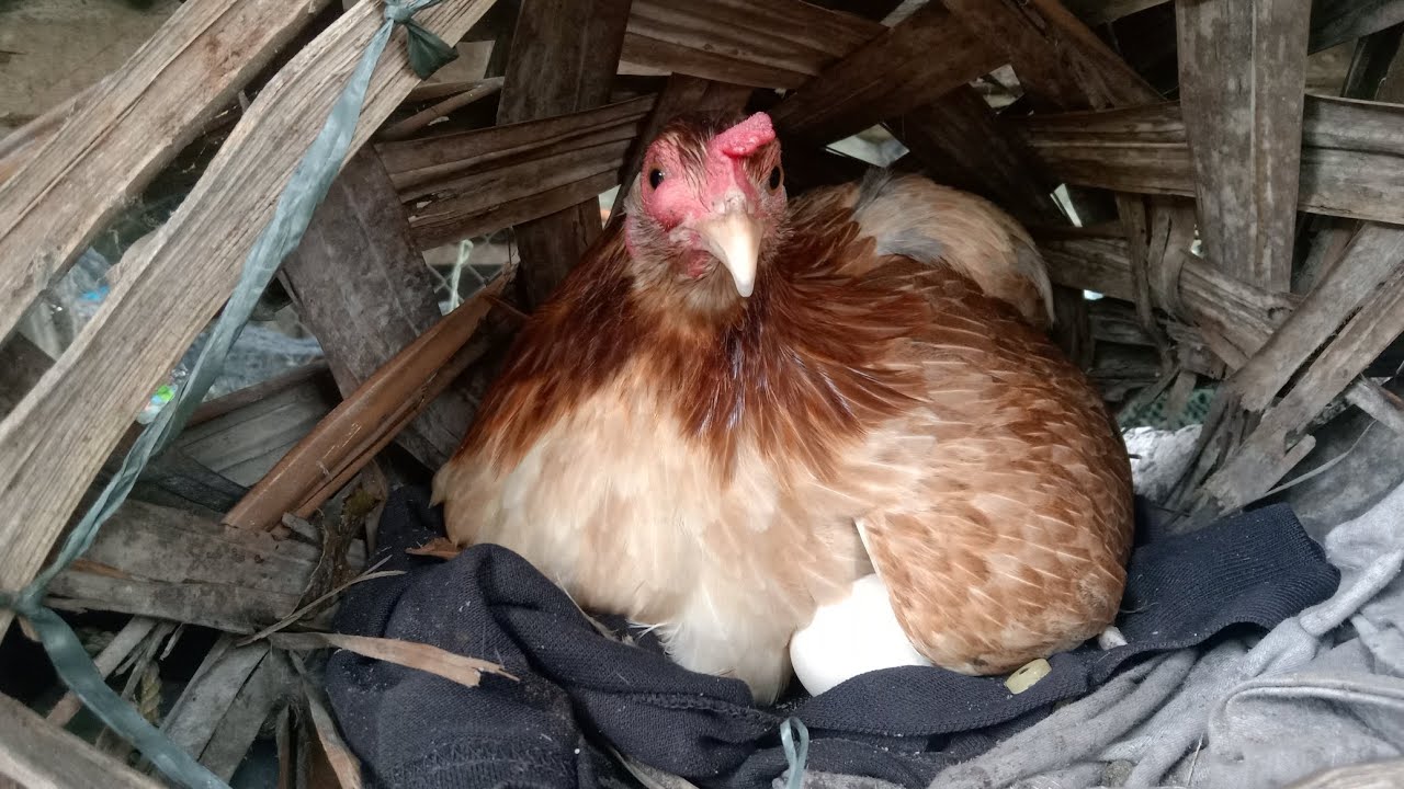 Naglimlim na inahing manok - YouTube