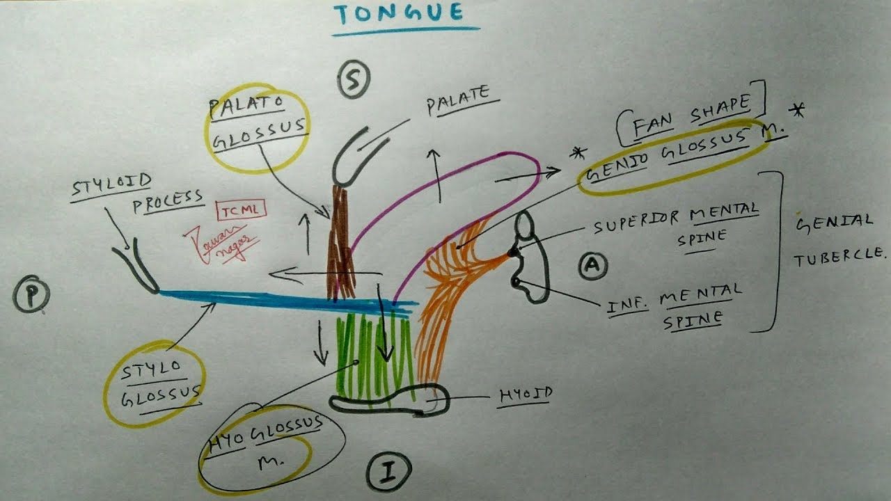 Tongue Anatomy | Part 3 | Diagram Extrinsic Muscles | The Charsi of ...