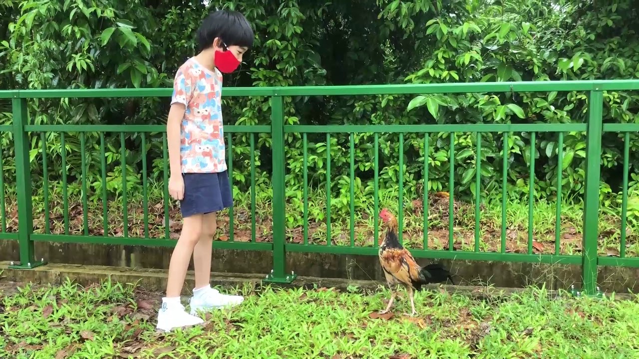 Exploring Pasir Ris Mangrove Swamp Singapore - YouTube