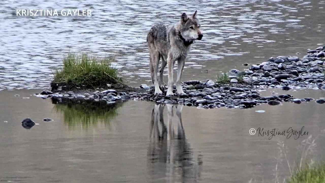 Wildlife enthusiasts mourn the loss of Yellowstone’s oldest wolf - YouTube