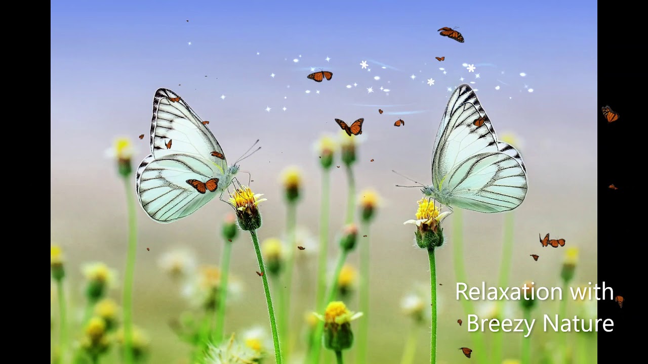 Relaxing Music with Butterfly Garden - YouTube