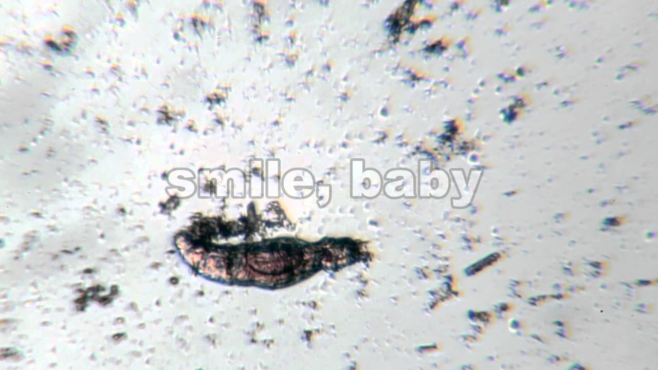 microscope - Rotaria Rotifer 03 - YouTube