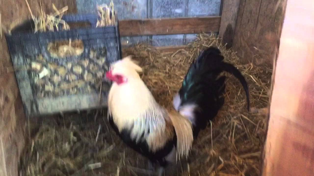 Flarry Eye Grey Brood Pair - YouTube