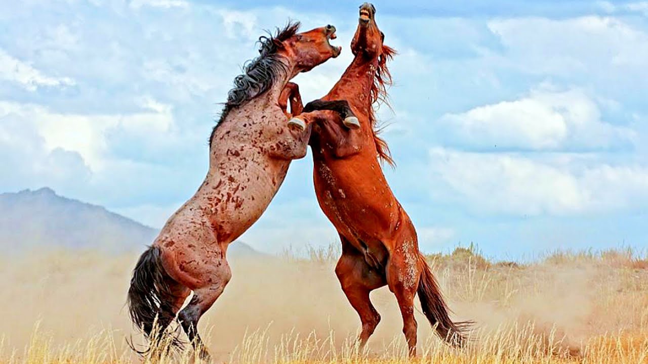 Are Horses Color Blind? - YouTube