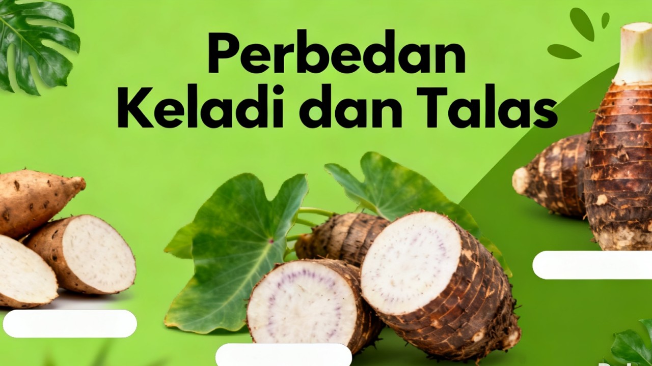 perbedaan Keladi dan Talas - YouTube