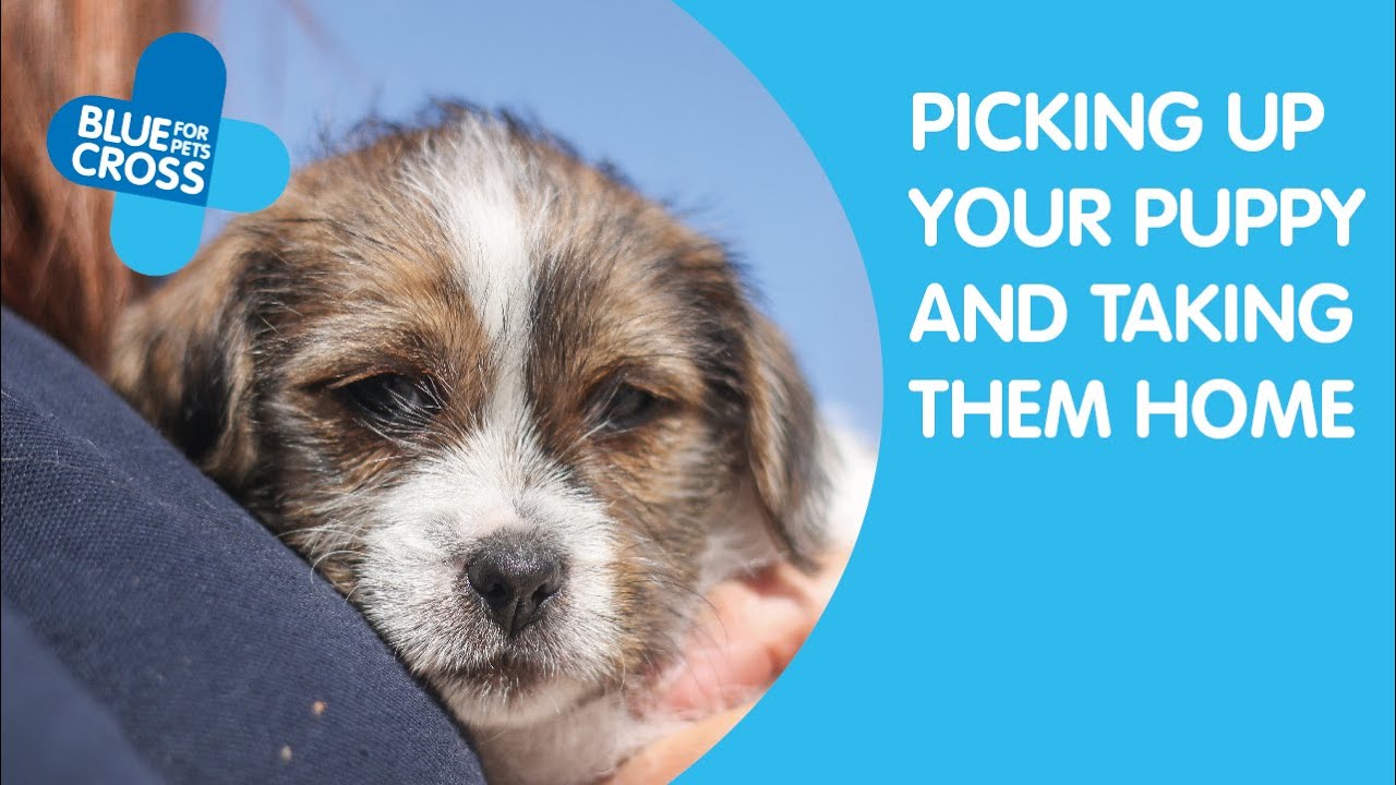 What Do You Need When Bringing Home A New Puppy