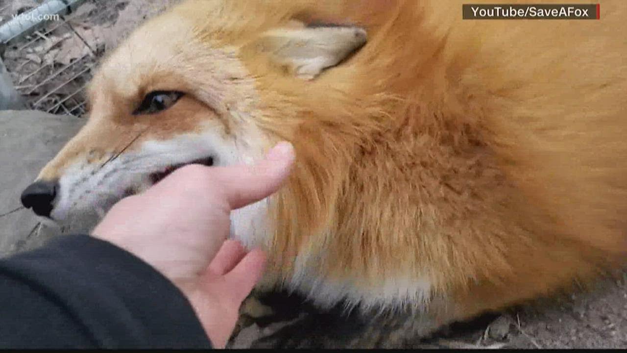 Check this out! An animal rescue facility is rescuing foxes one giggle ...