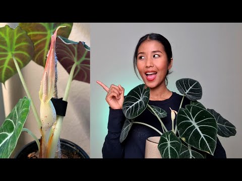 Alocasia Velvet flowering | Alocasia Velvet first flower bloom | A bit let down disappointing ending