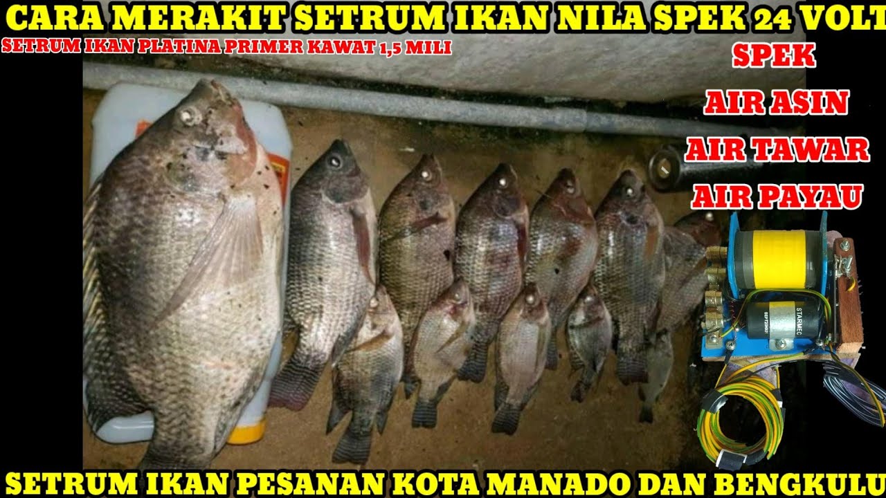 CARA MERAKIT SETRUM IKAN NILA 1000 WATT SPEK AIR ASIN, TAWARDAN PAYAU ...