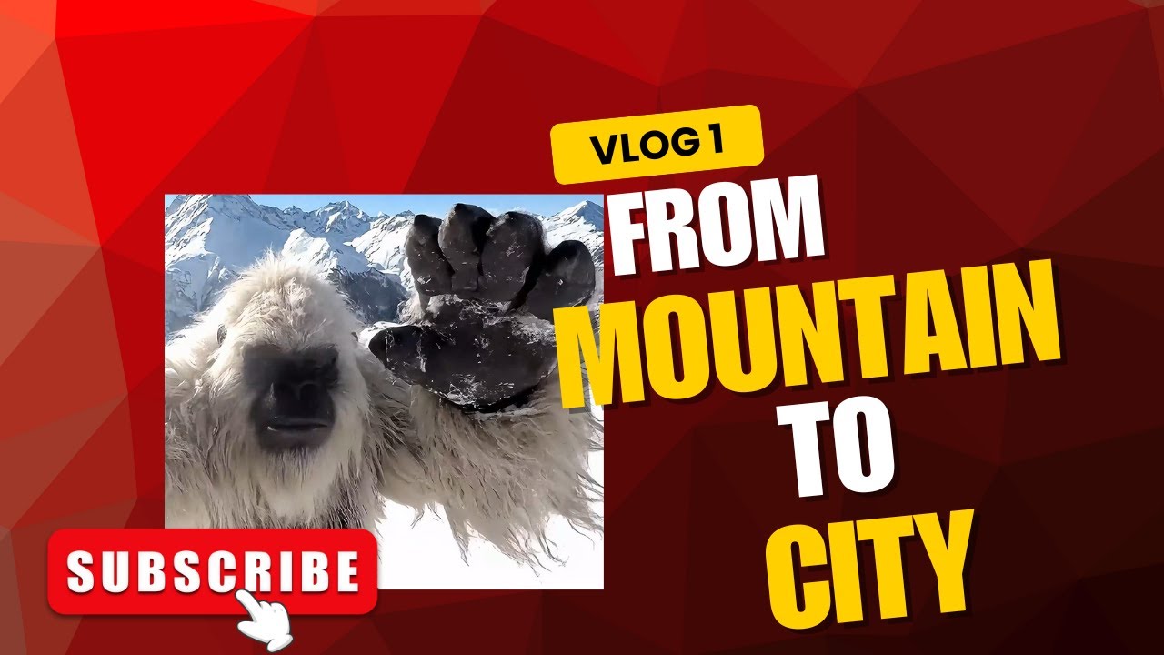Yeti Goes Influencer - First Time in the City - YouTube